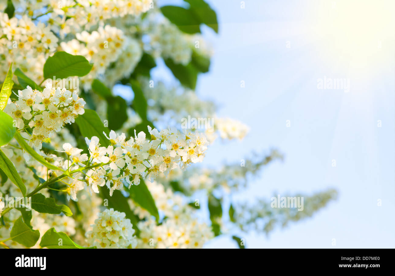branch of bird cherry in front of blue sky with sunlight Stock Photo ...