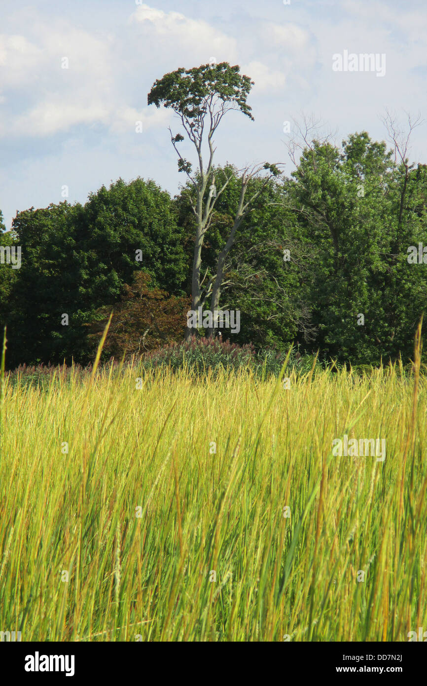 Oyster Bay Wetlands & Tree Stock Photo - Alamy