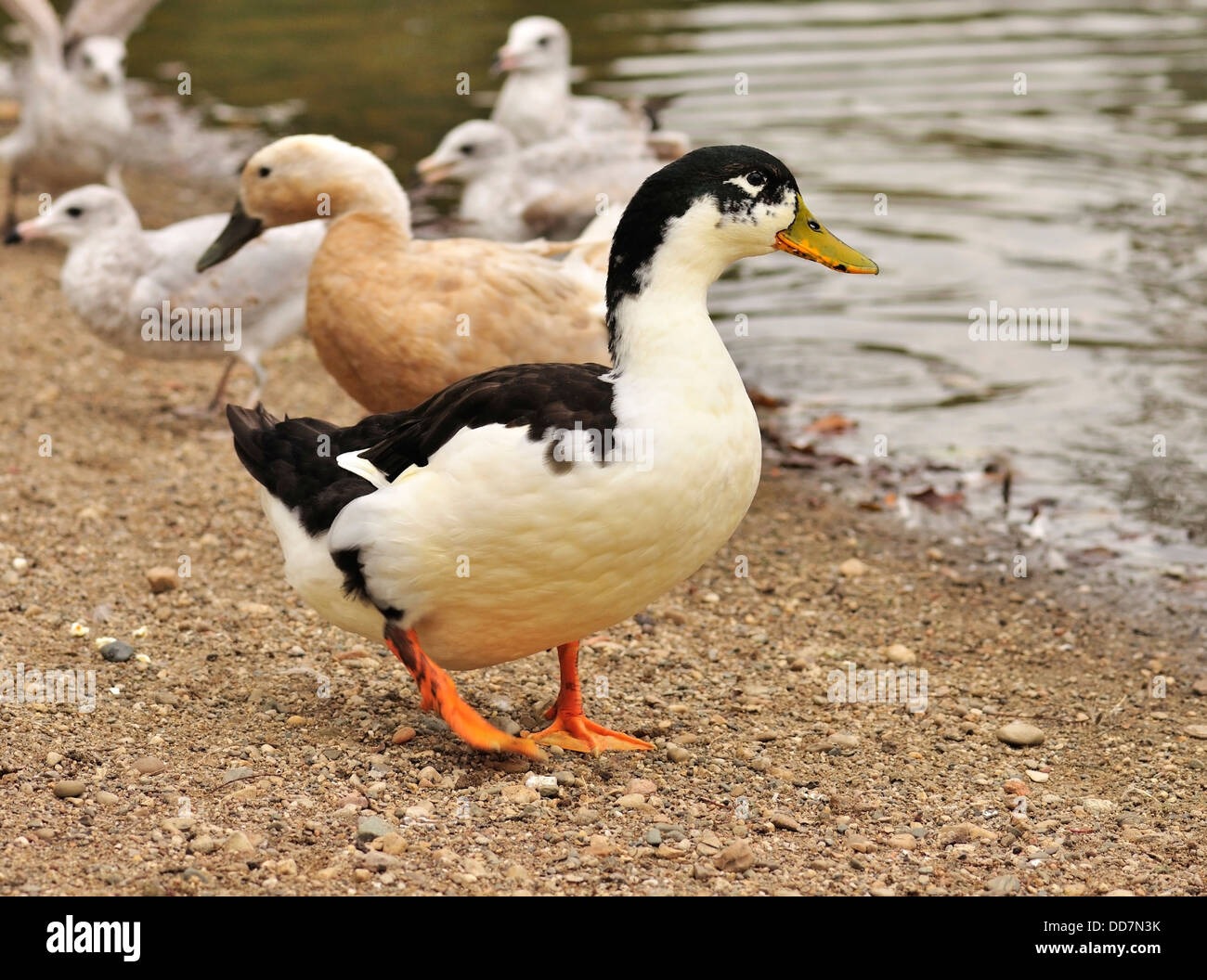 Soaring duck hi-res stock photography and images - Alamy