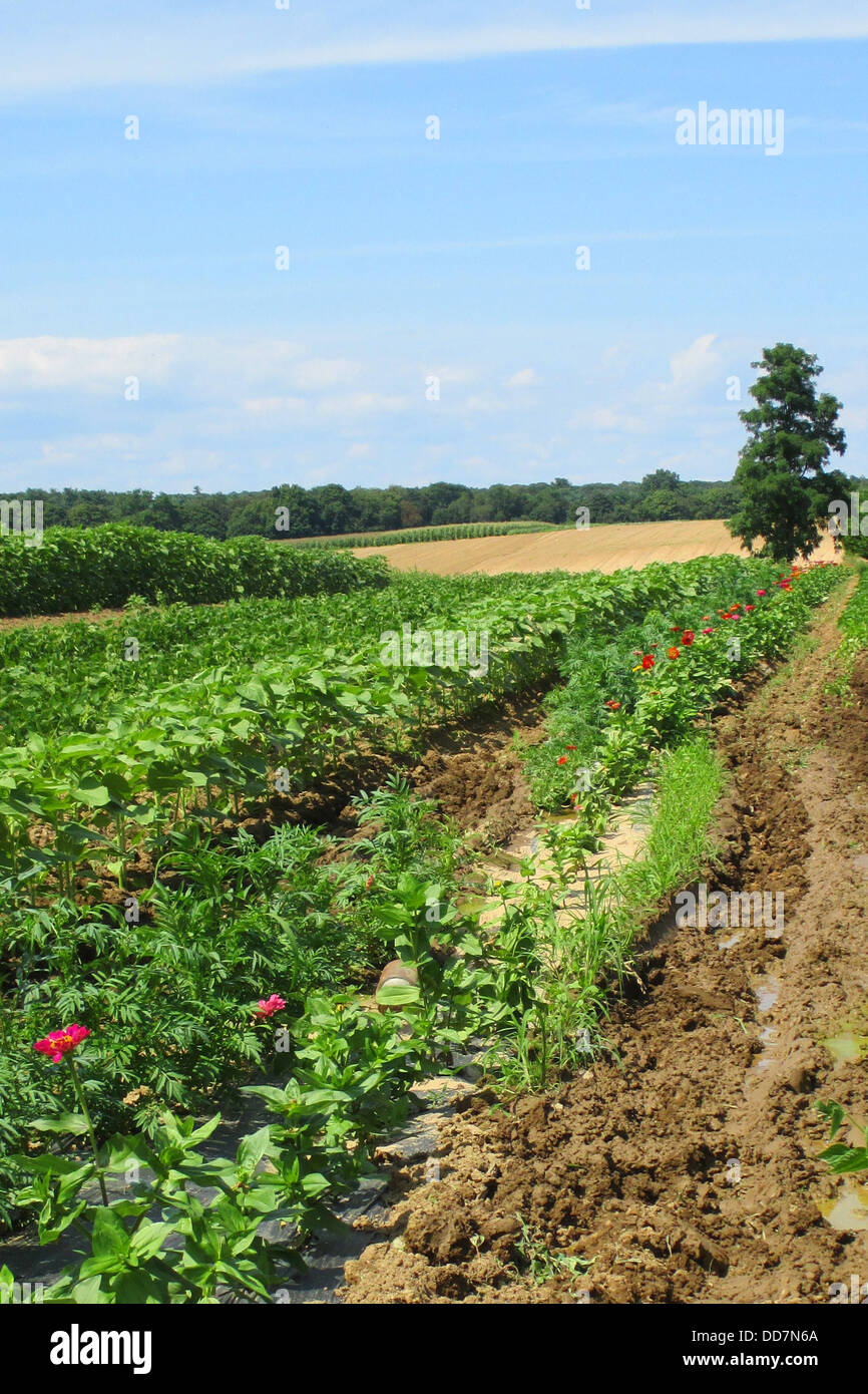 Long Island Farm Stock Photo - Alamy