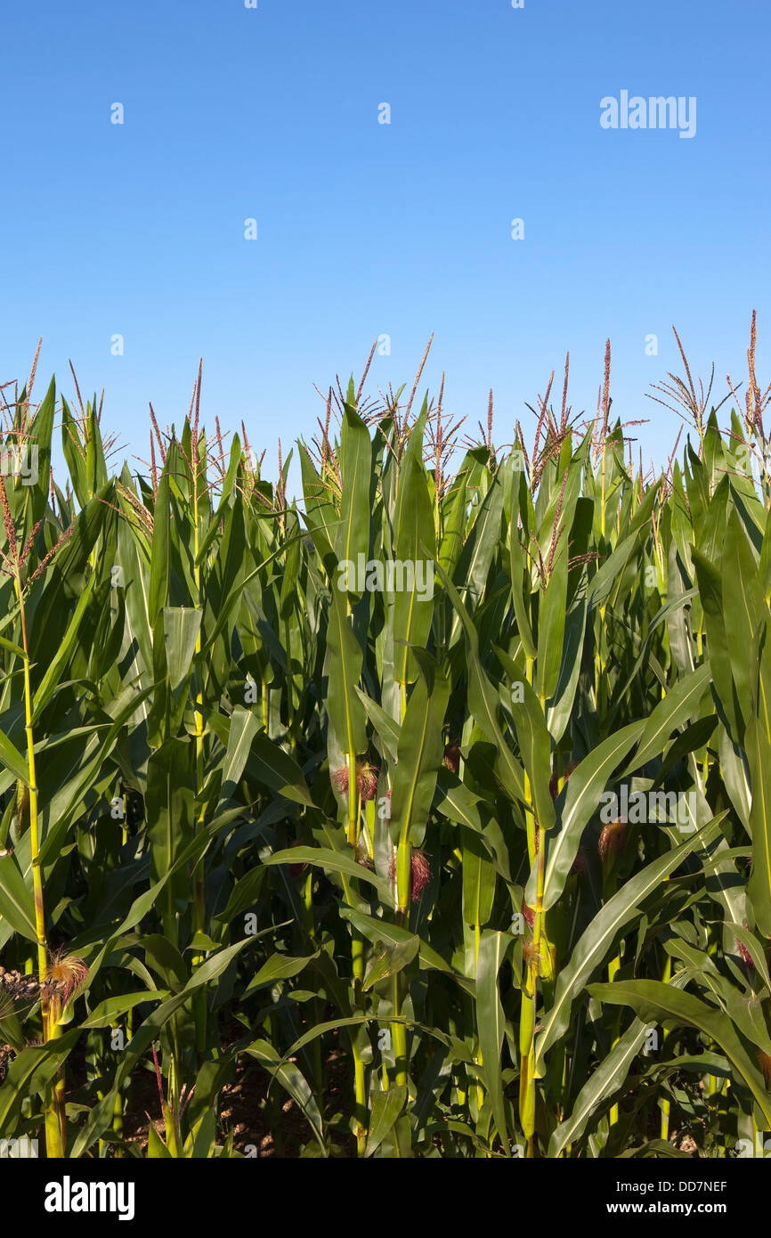 A close up background image of maize plants under a clear blue sky in ...