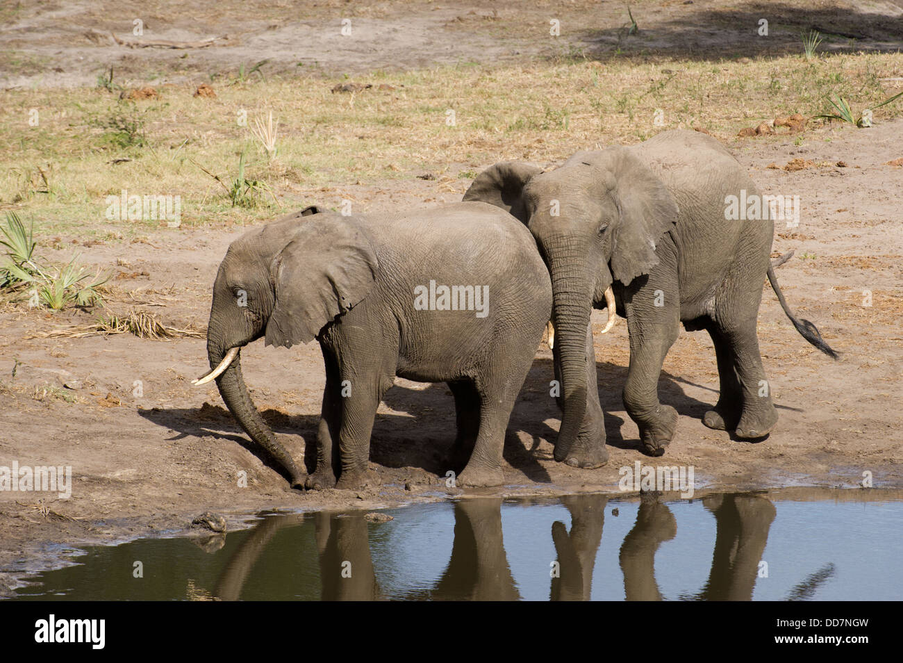 Young African elephant ( Loxodonta africana africana) at a waterhole ...
