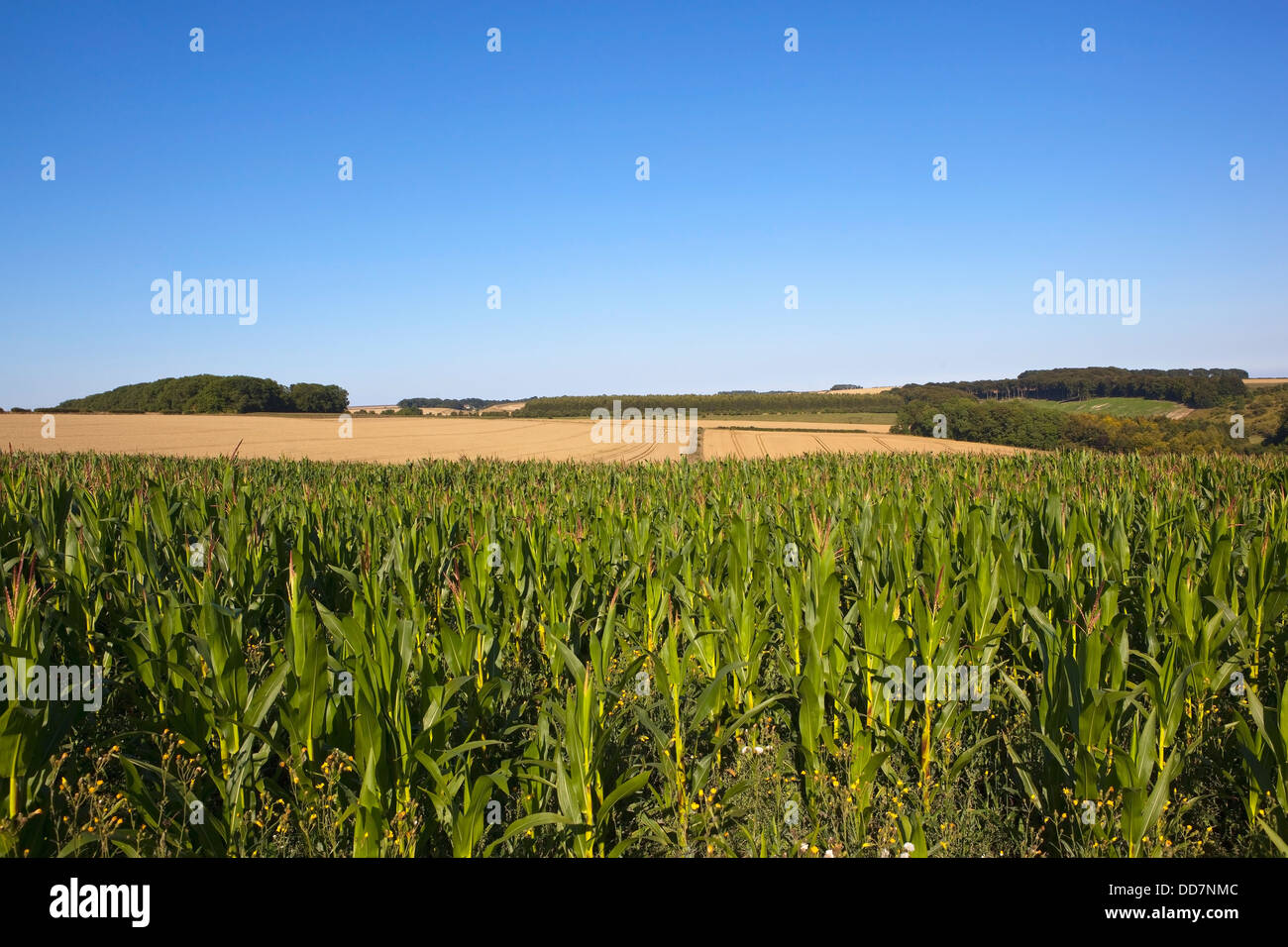 Golden maize hi-res stock photography and images - Alamy