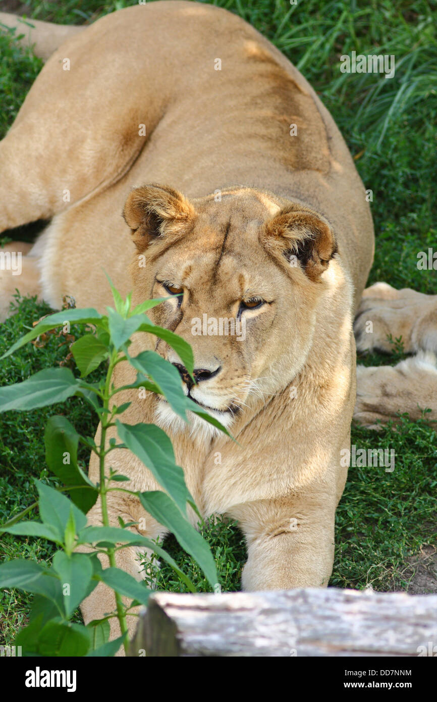 Head lioness hi-res stock photography and images - Alamy