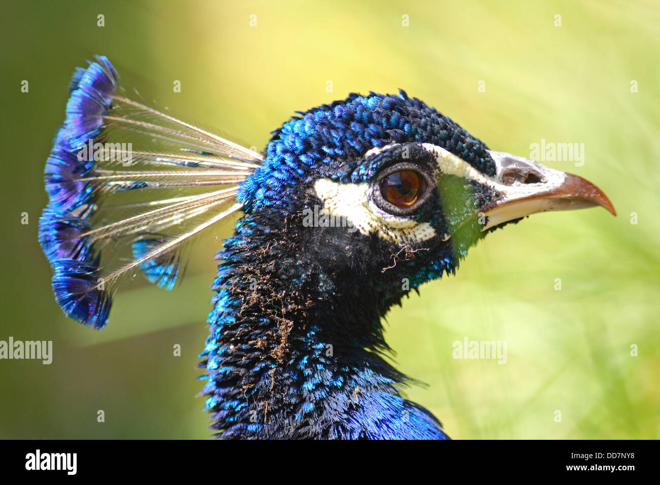 Peacock head detail hi-res stock photography and images - Alamy