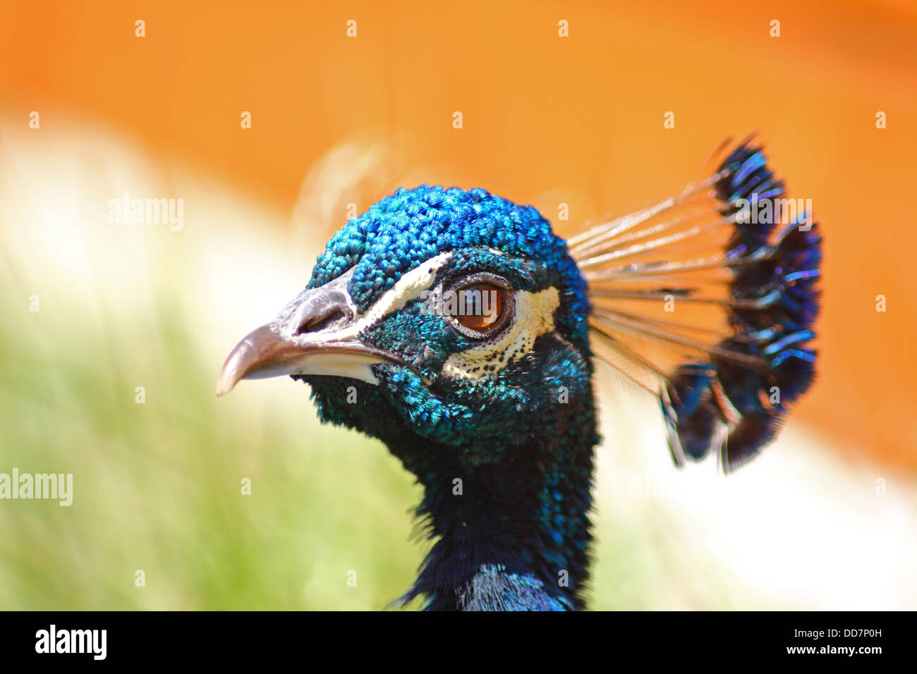Peacock head detail hi-res stock photography and images - Alamy