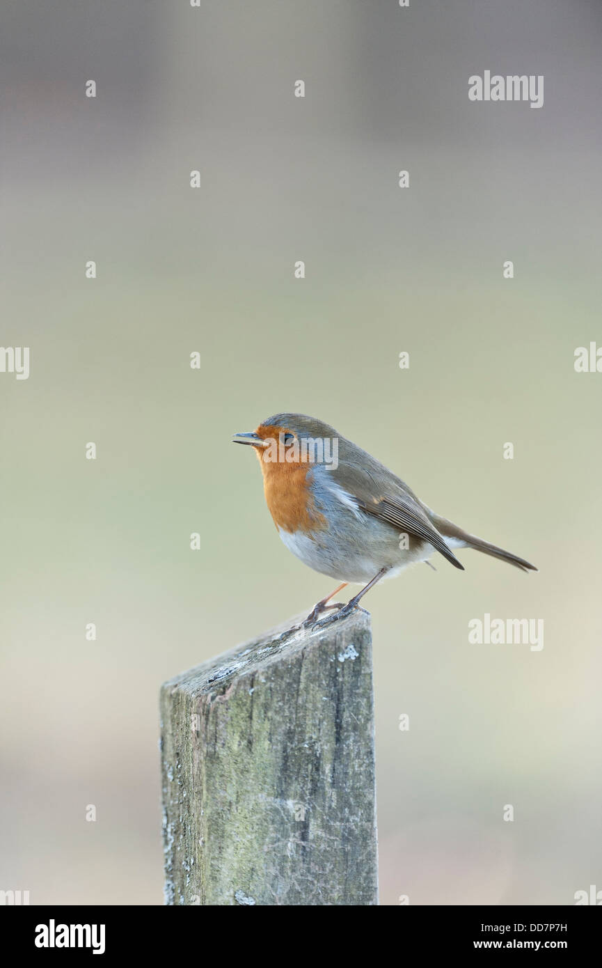 Robin sings from its post Stock Photo - Alamy