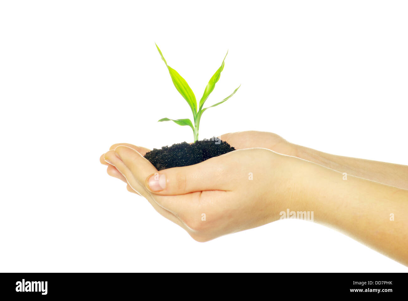 plant in hands Stock Photo - Alamy