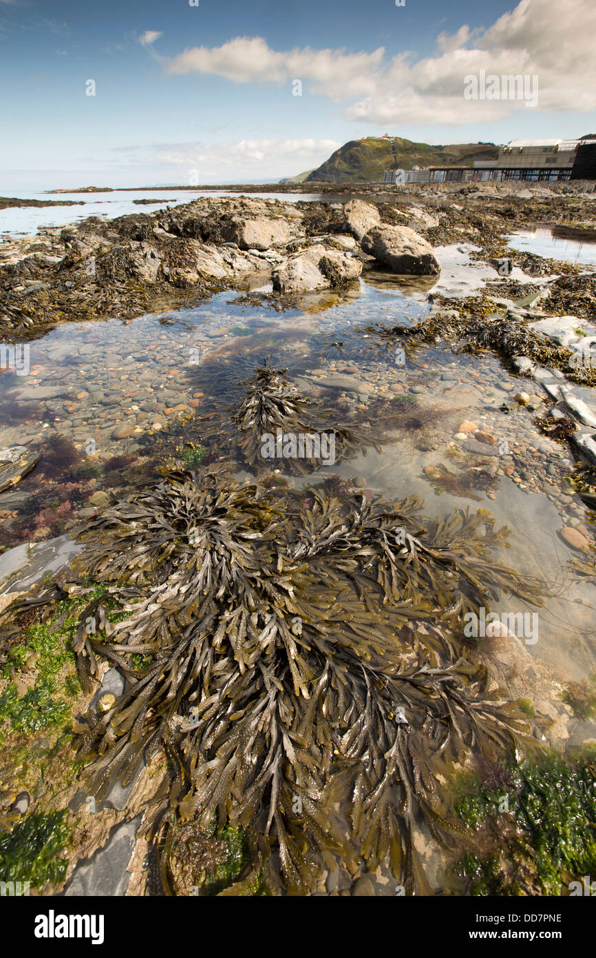 Aberystwyth rock pool hi-res stock photography and images - Alamy