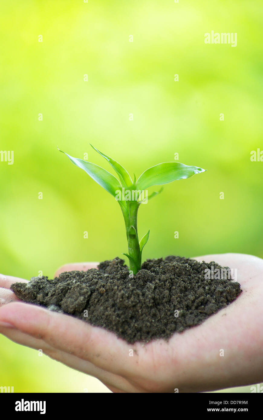 plant in hand Stock Photo - Alamy