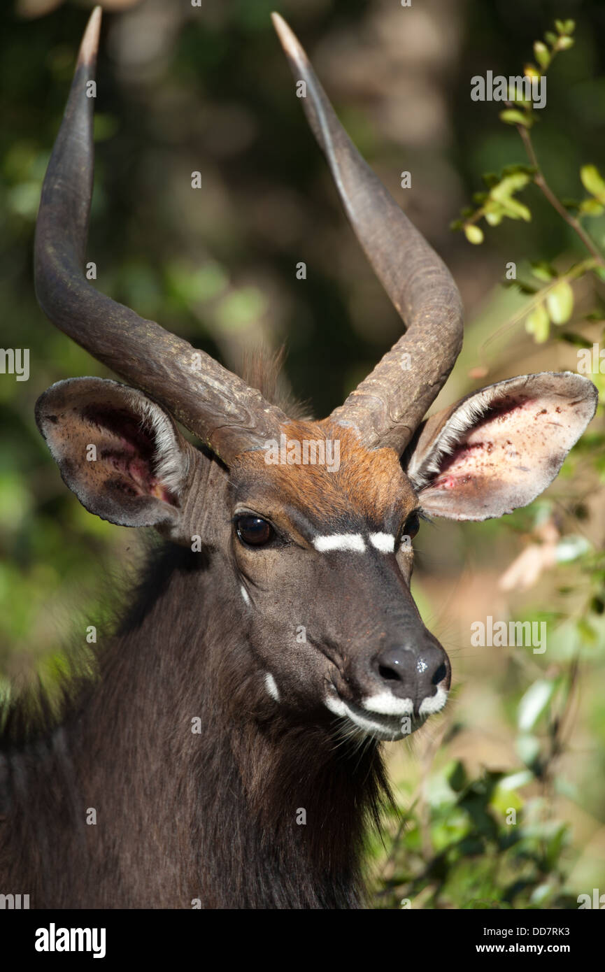Nyala bull (Tragelaphus angasi), Tembe Elephant Park, South Africa ...