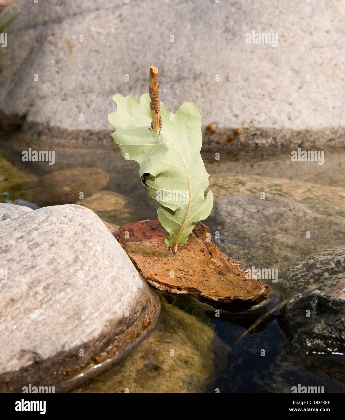 Bark boat toy hi-res stock photography and images - Alamy