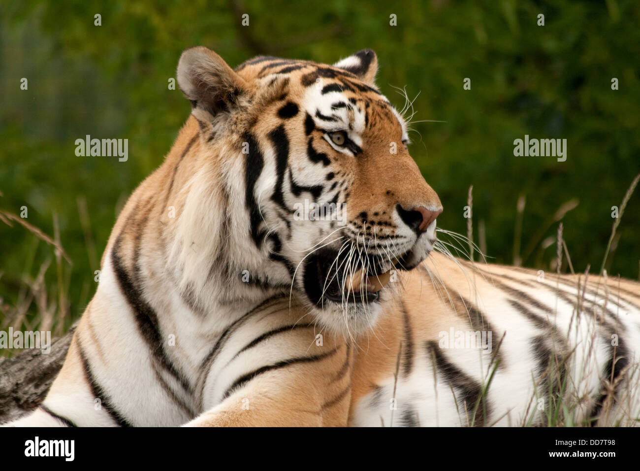 Tiger 1 hi-res stock photography and images - Alamy