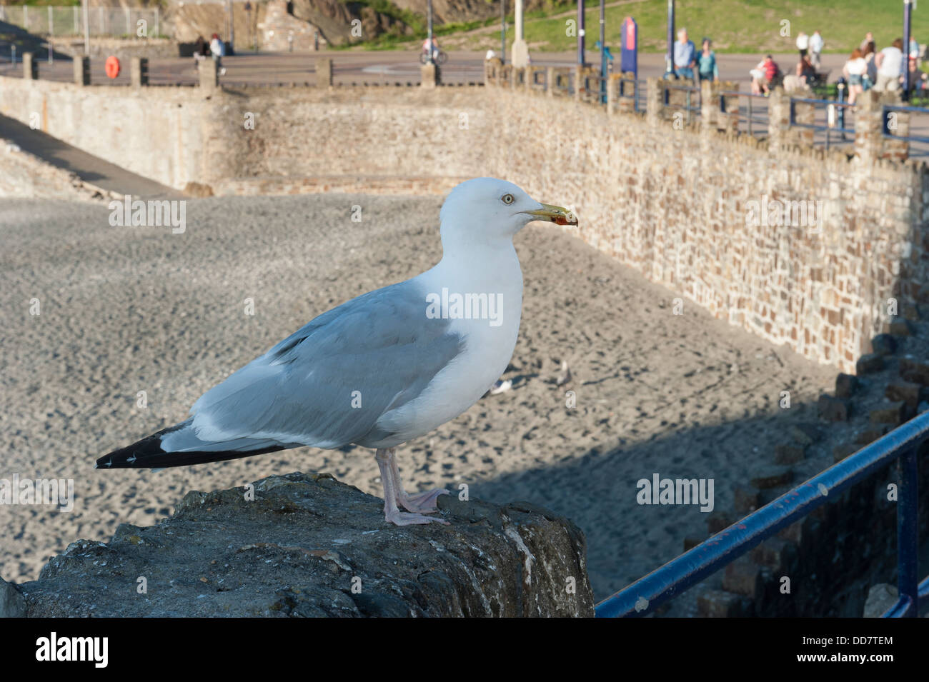 Female herring gull hi-res stock photography and images - Alamy