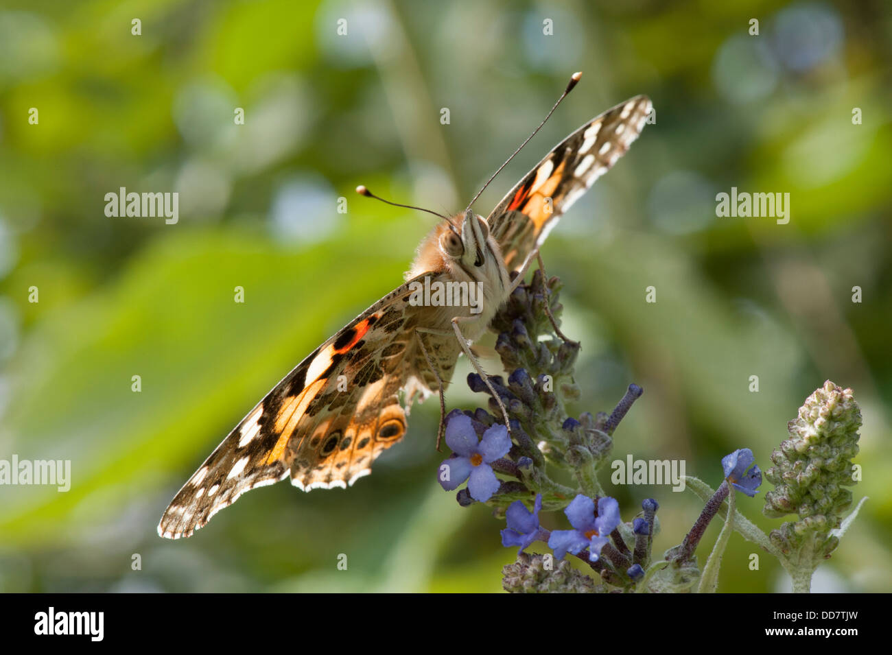 English lady bugs hi-res stock photography and images - Alamy