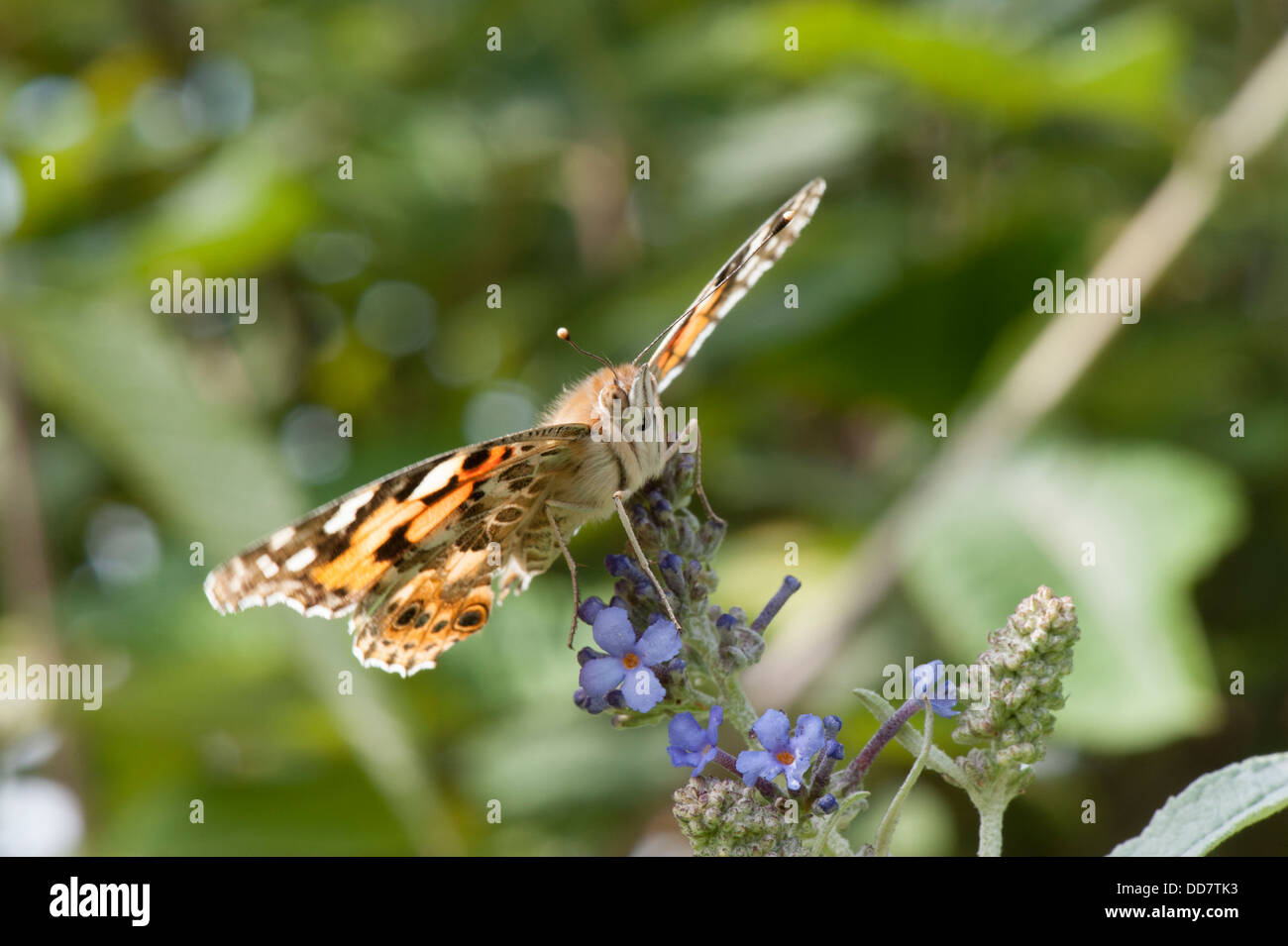 English lady bugs hi-res stock photography and images - Alamy