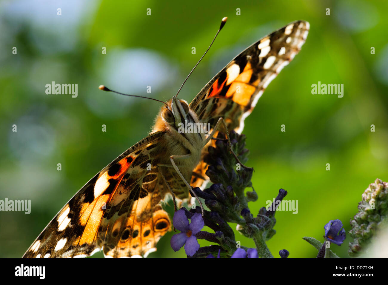 English lady bugs hi-res stock photography and images - Alamy