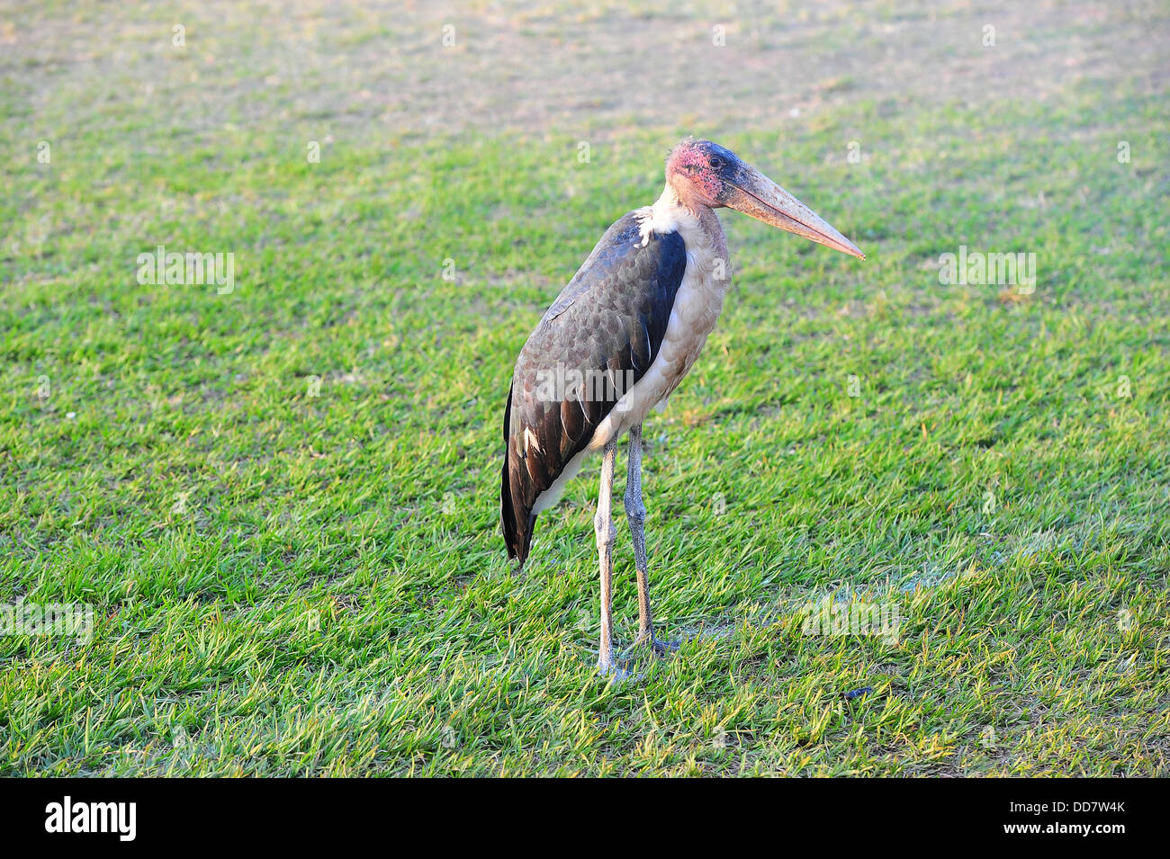Stork club hi-res stock photography and images - Alamy