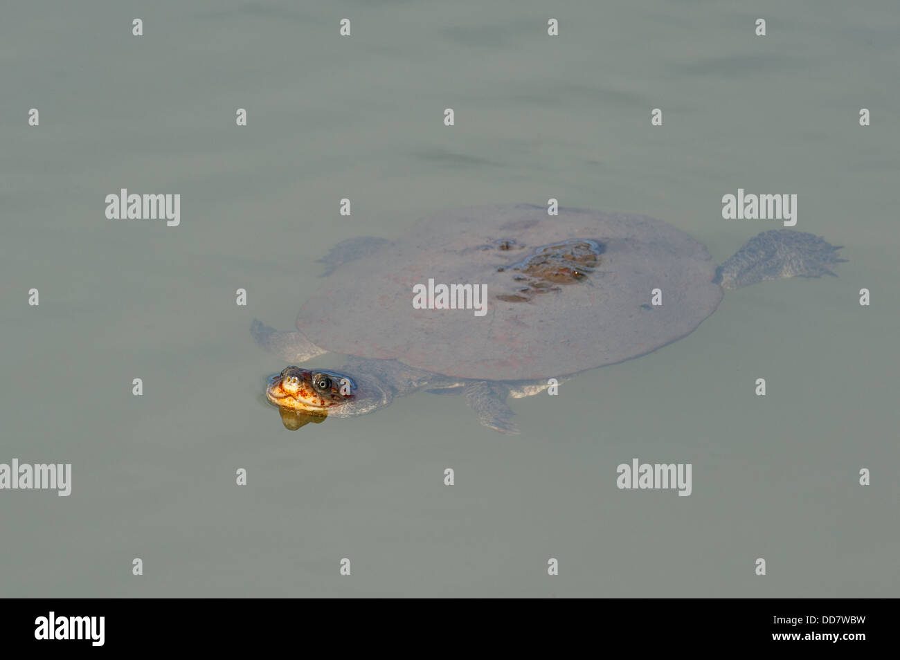 Marsh terrapin, Pelomedusa subrufa, Weenen Game Reserve, South Africa ...
