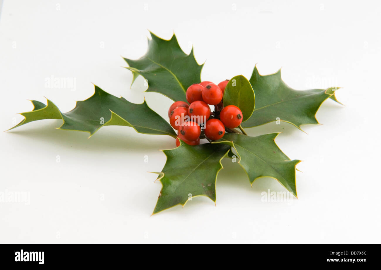 Red holly hi-res stock photography and images - Alamy