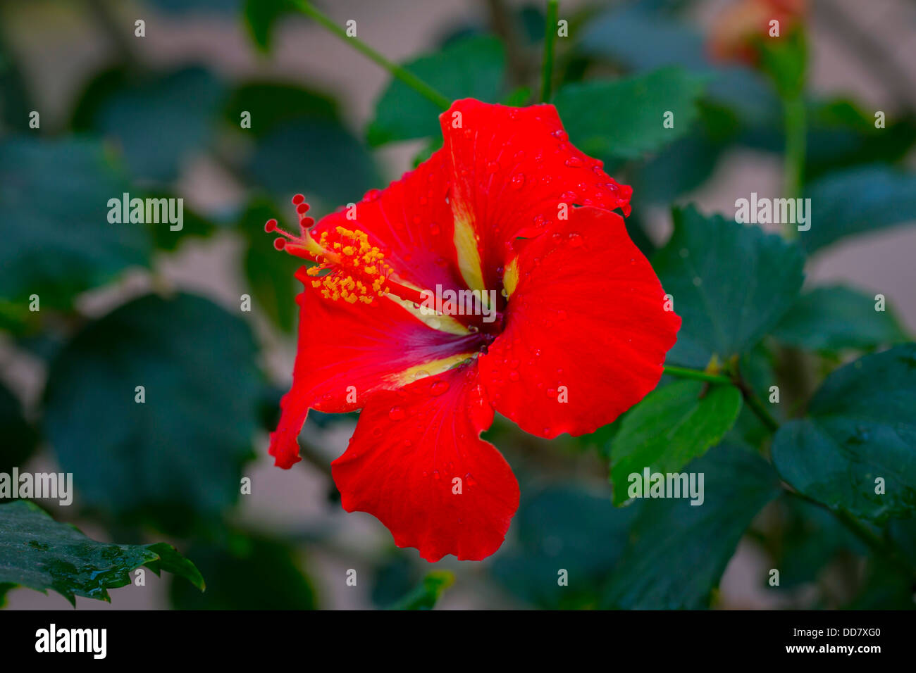 Red Hibicus Flower, Hawaii Stock Photo - Alamy