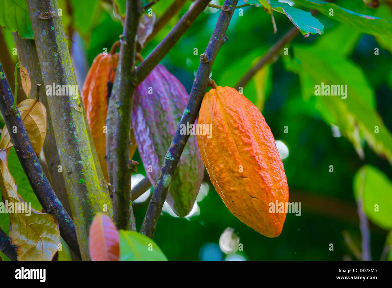 Cacao tree, chocolate, Botanical garden, Waipio Valley, Big Island of ...