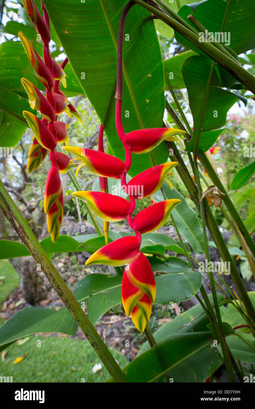 Hanging heliconia, Waipio Valley, Island of Hawaii Stock Photo - Alamy