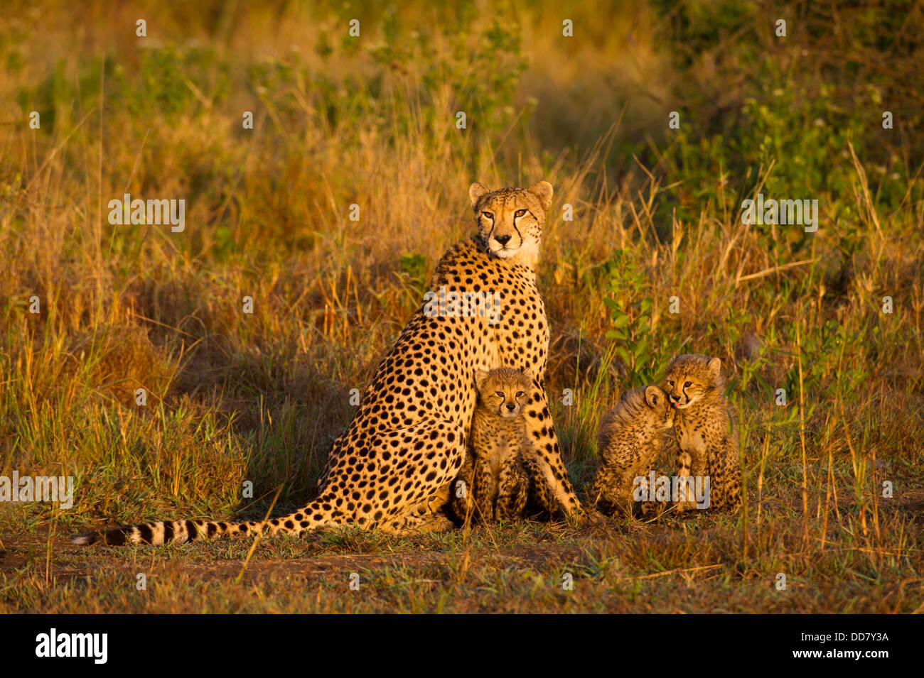 Cheetah with cubs (Acinonyx jubatus), Zulu Nyala Game Reserve, South ...