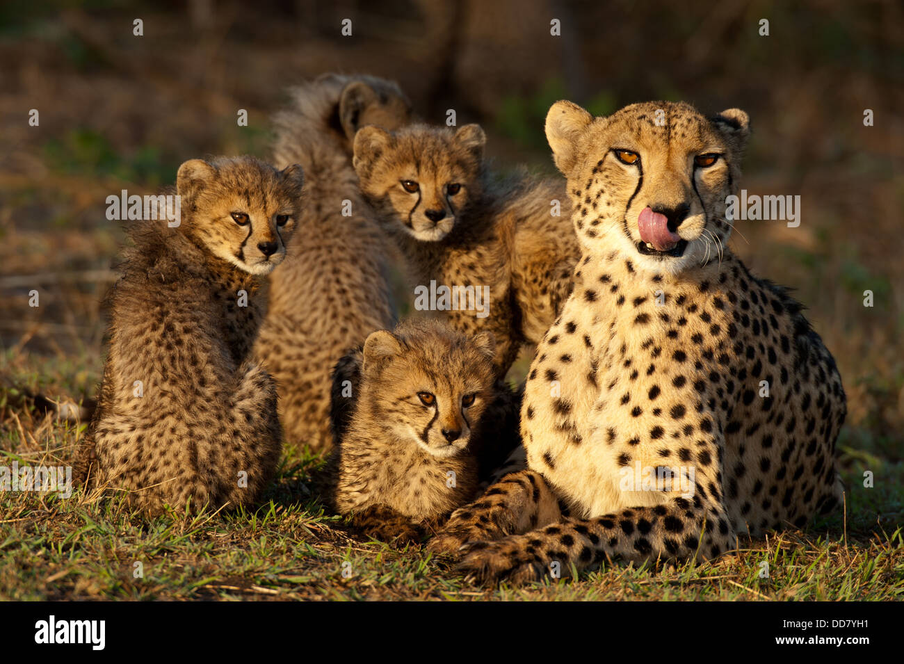 Cheetah with cubs (Acinonyx jubatus), Zulu Nyala Game Reserve, South ...
