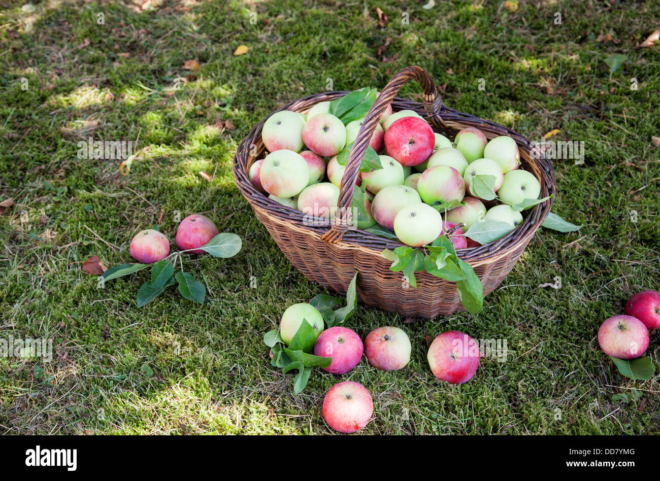 Basket full of freshly harvested apples Stock Photo - Alamy