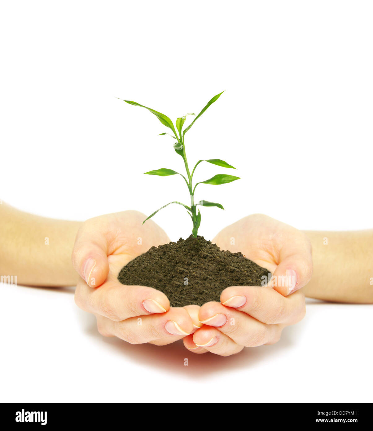 plant in hands Stock Photo - Alamy