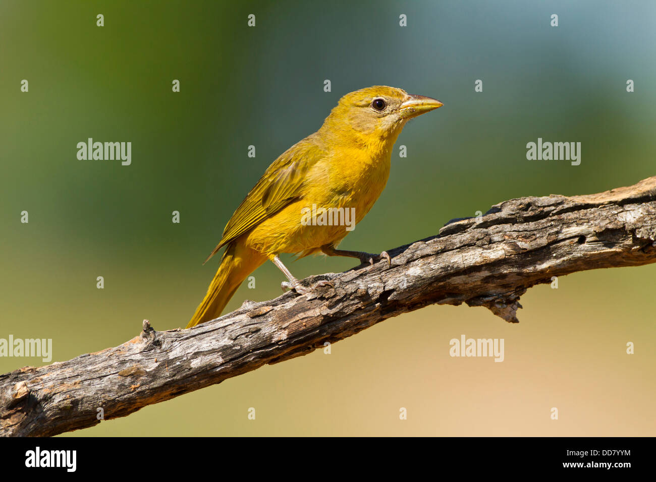 Summer Tanager (Piranga rubra) female perched, Texas, USA Stock Photo ...