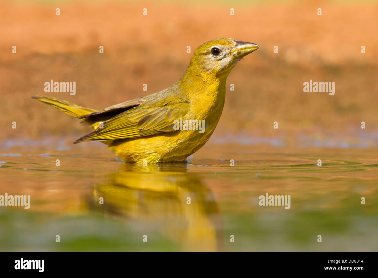 Female summer tanager hi-res stock photography and images - Alamy