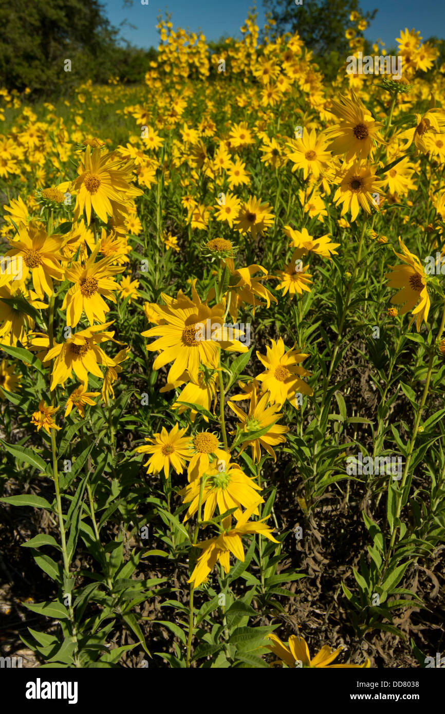 Maximilian's Sunflower (Helianthus maximiliani) in bloom, Texas, USA ...