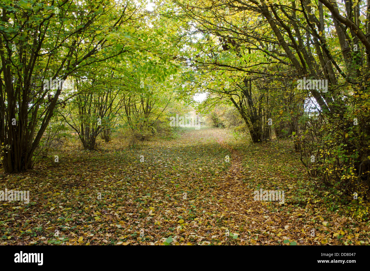 Hazel path in autumn Stock Photo - Alamy