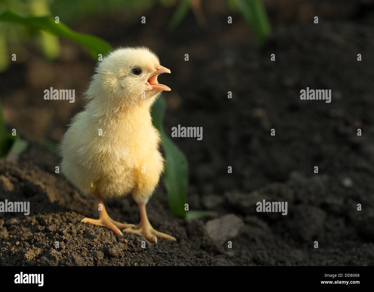 little angry chicken standing on earth and shouting Stock Photo - Alamy
