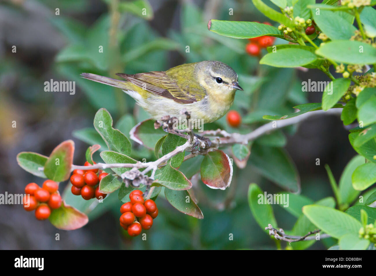 Foraging For Insects High Resolution Stock Photography and Images - Alamy