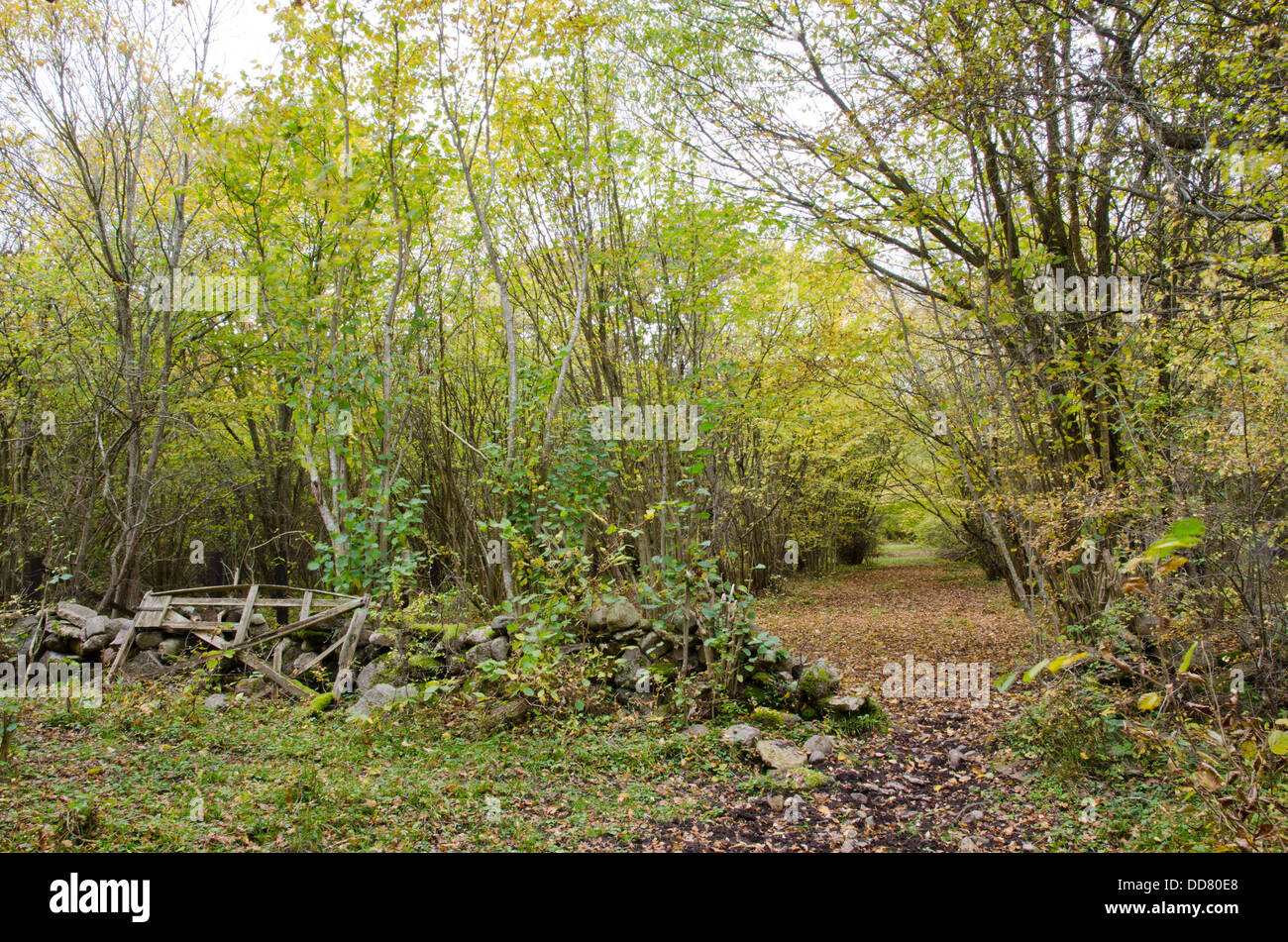 Wooden gate path pathway hi-res stock photography and images - Alamy