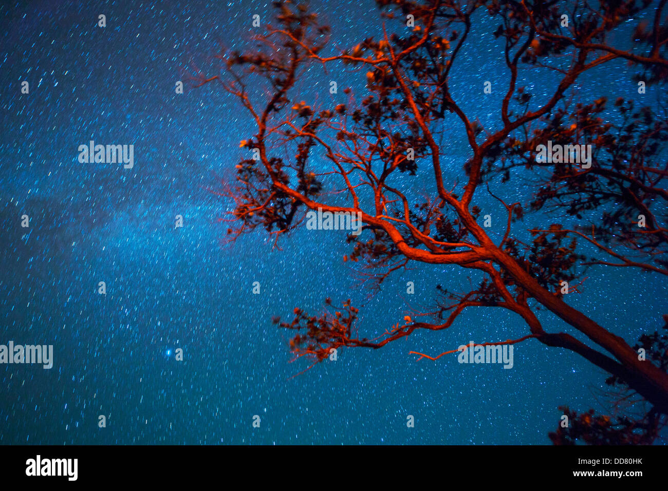 Ohia Tree, Milky Way, Kilauea Volcano; HVNP; Hawaii Volcanoes National ...