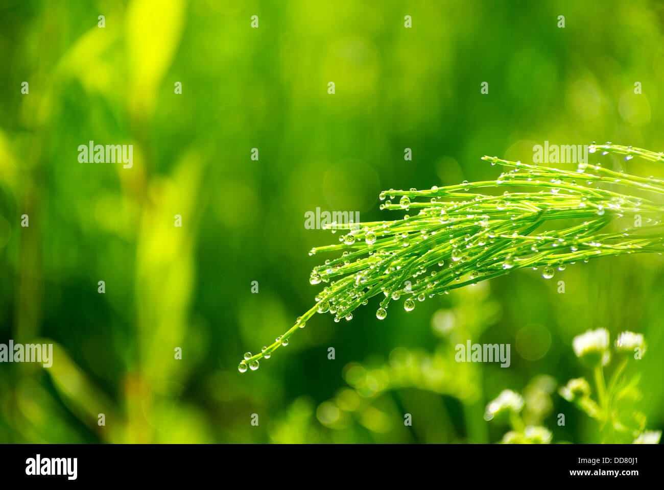blade of grass Stock Photo - Alamy