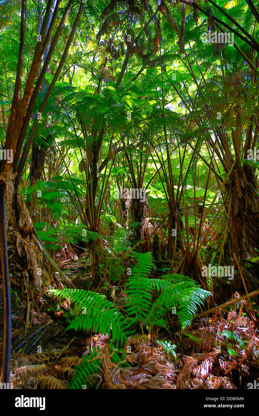 Hawaii Volcano National Park Rainforest