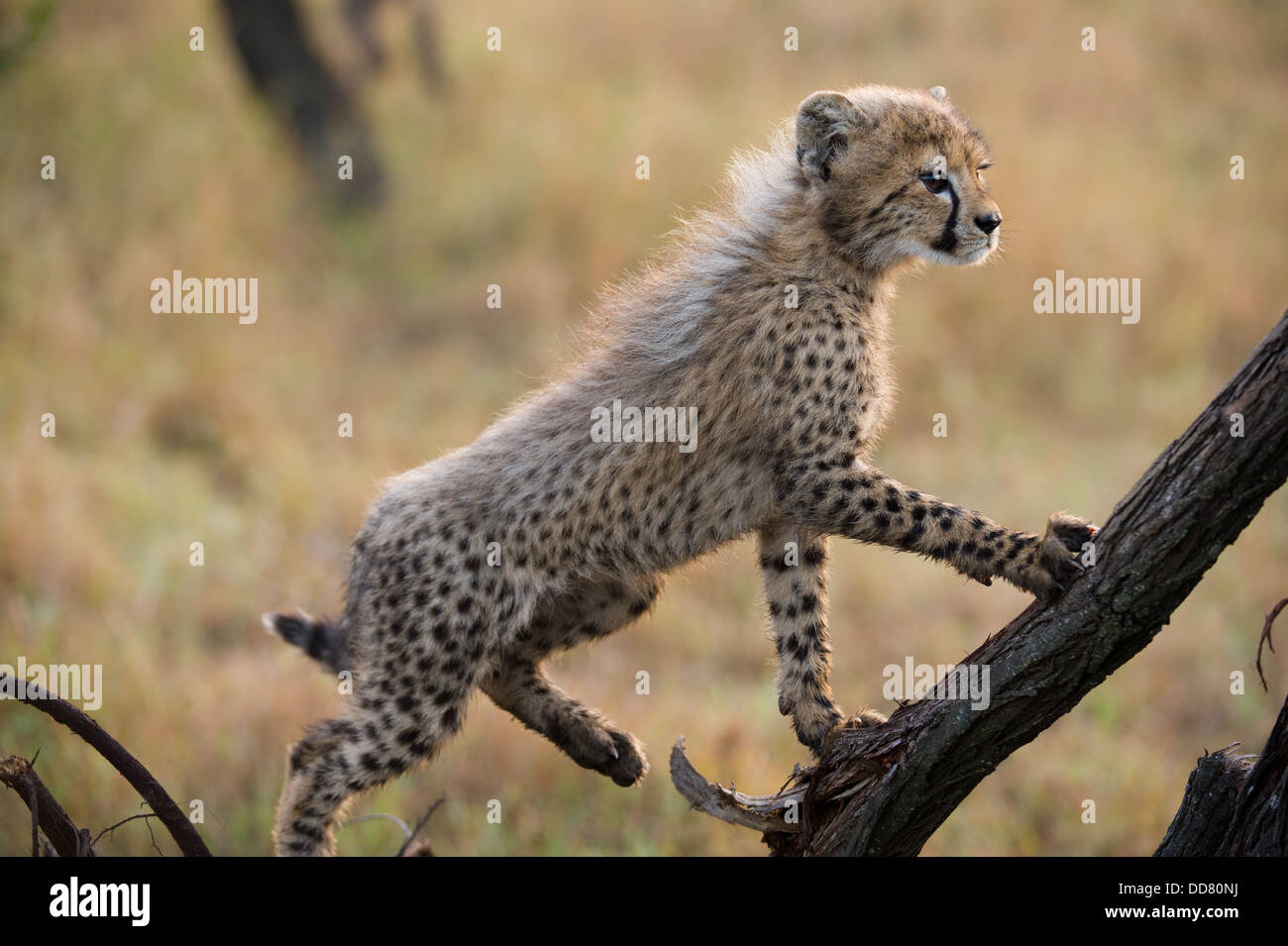 Cheetah cub climbing a tree (Acinonyx jubatus), Zulu Nyala Game Reserve ...