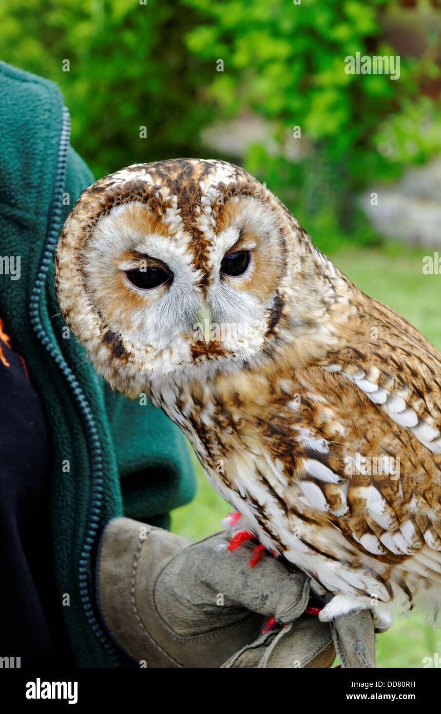 Tawny Owl, Strix Aluco, Owl and Monkey Haven, Newport, Isle of Wight ...