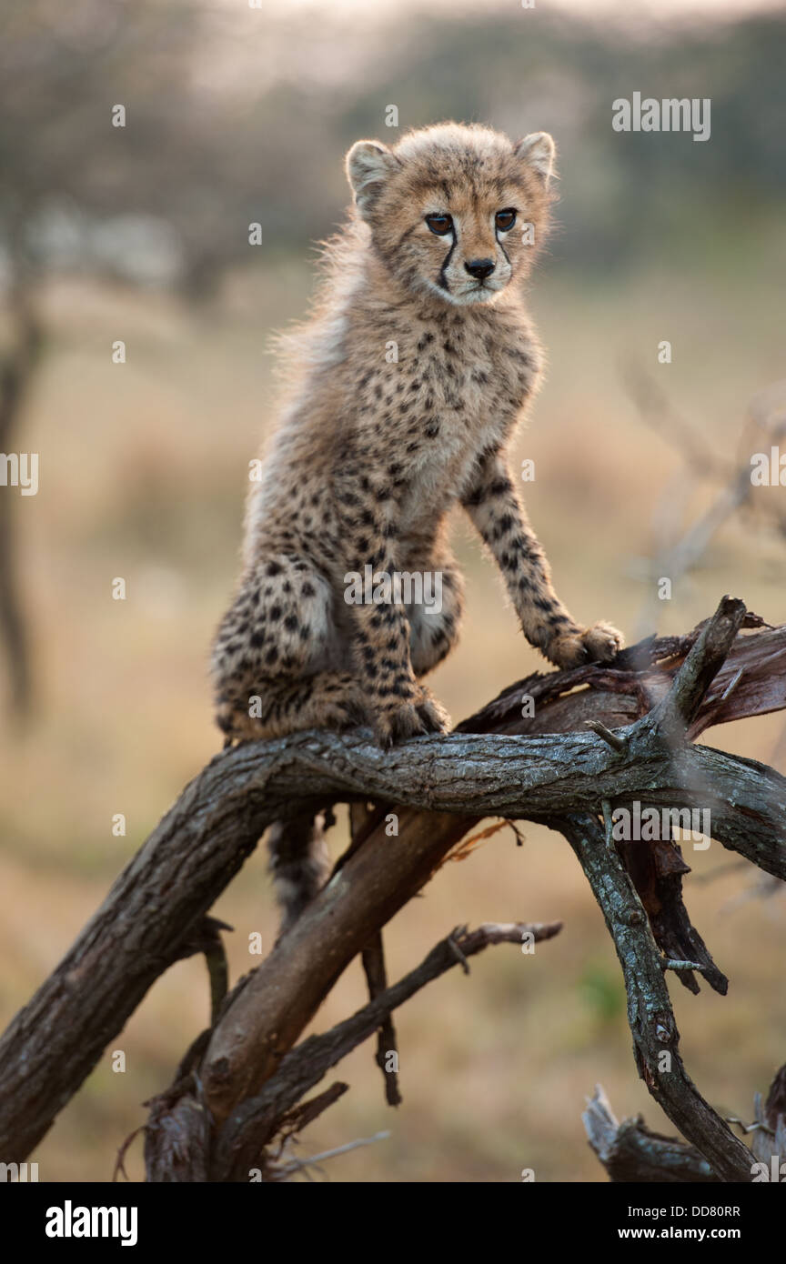 Cheetah cub climbing a tree (Acinonyx jubatus), Zulu Nyala Game Reserve, South Africa Stock ...