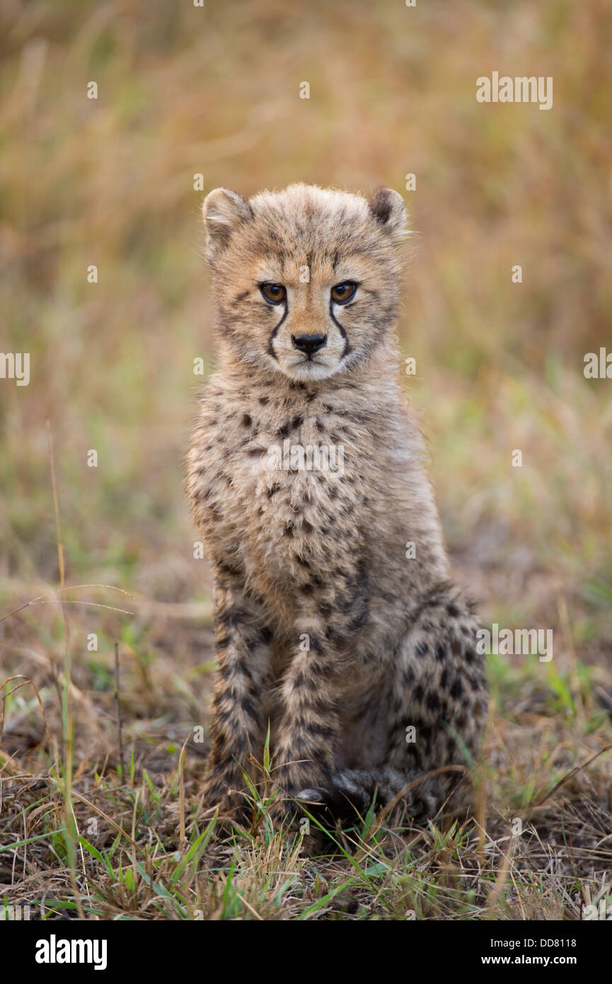 Cheetah cub hi-res stock photography and images - Alamy