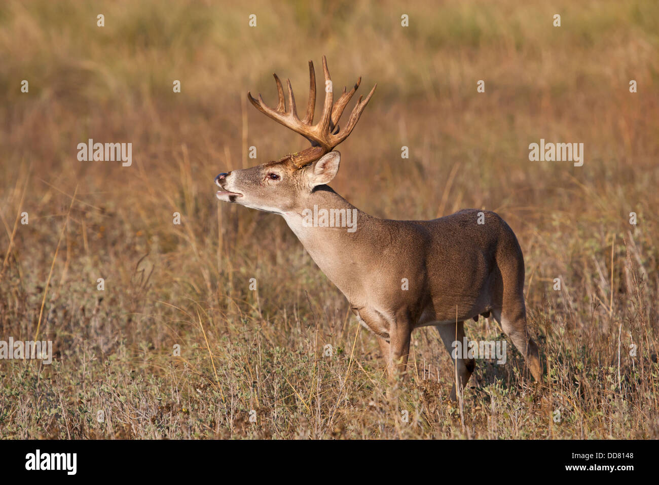 White-tailed Deer (Odocoileus virginianus) male scenting doe during ...