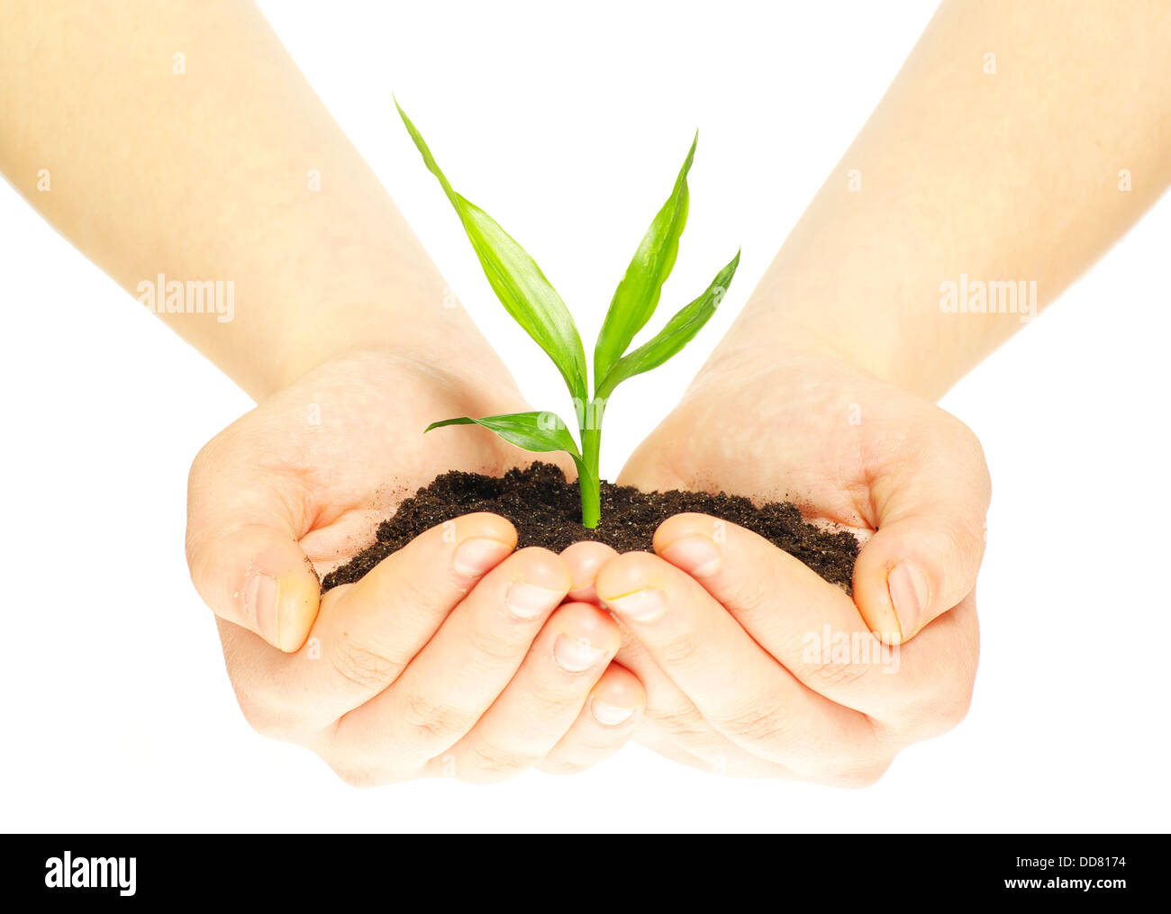 plant in hands Stock Photo - Alamy