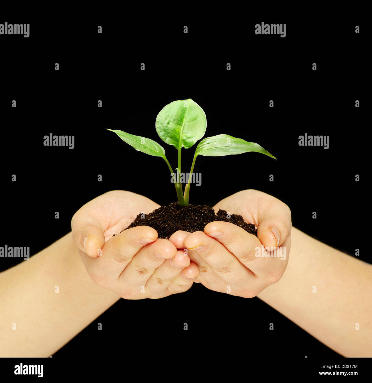 plant in hands Stock Photo - Alamy