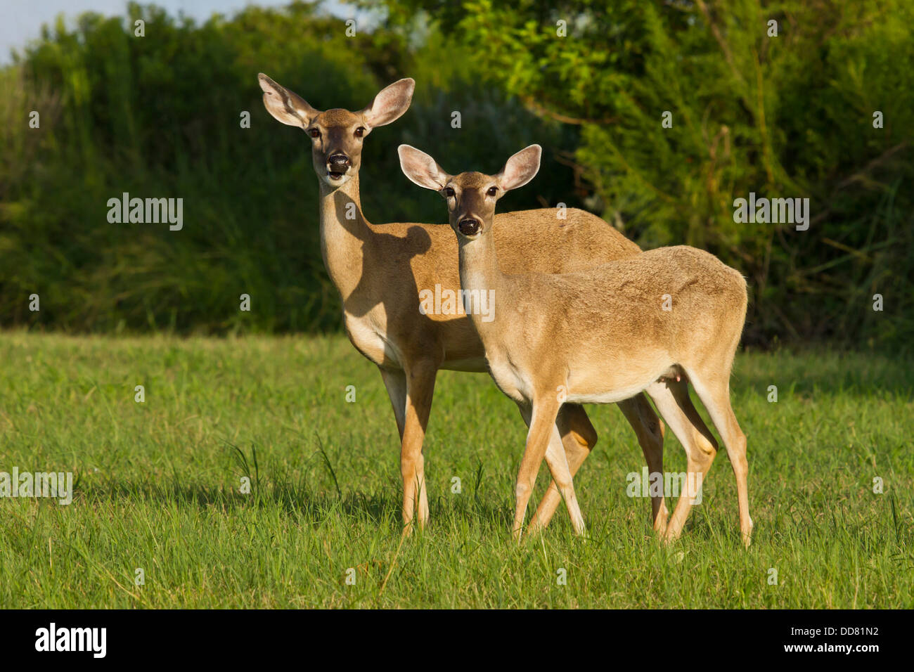 Odocoileus virginianus hi-res stock photography and images - Alamy