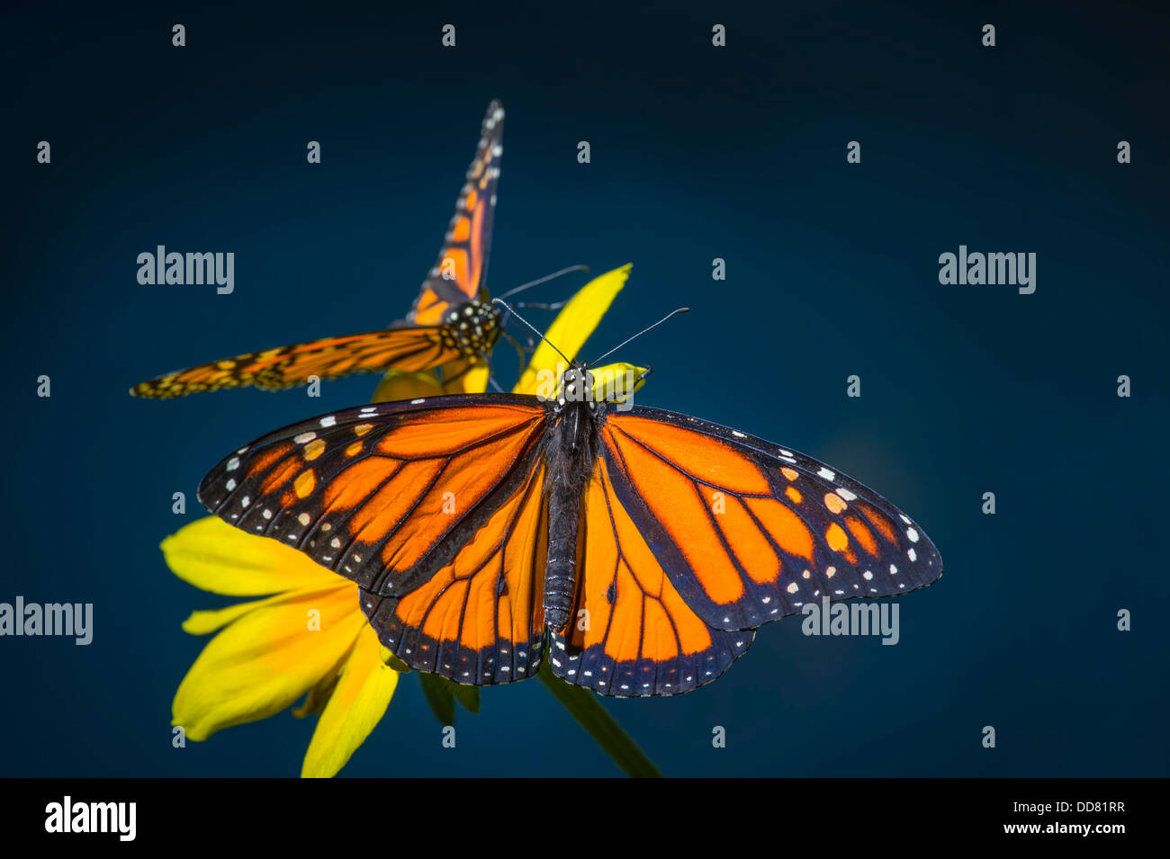 Mating monarchs hi-res stock photography and images - Alamy